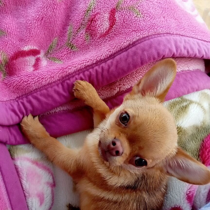 Щенок чихуахуа 5 месяцев