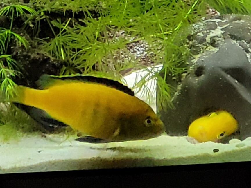 Аквариумные рыбки