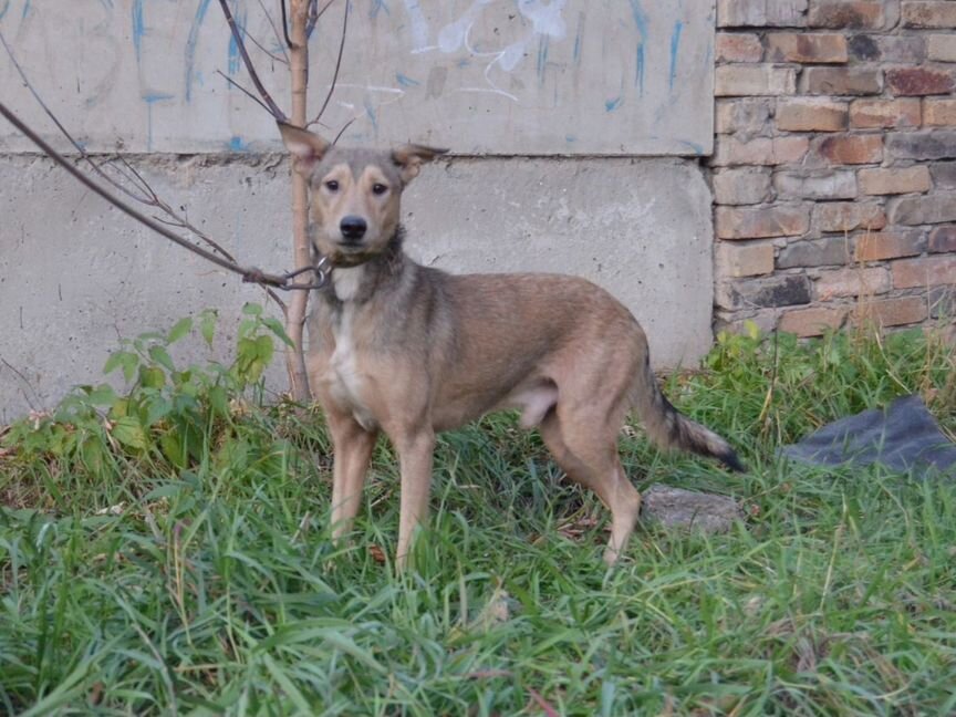 Отдам щенка подростка мальчика. Кастрат
