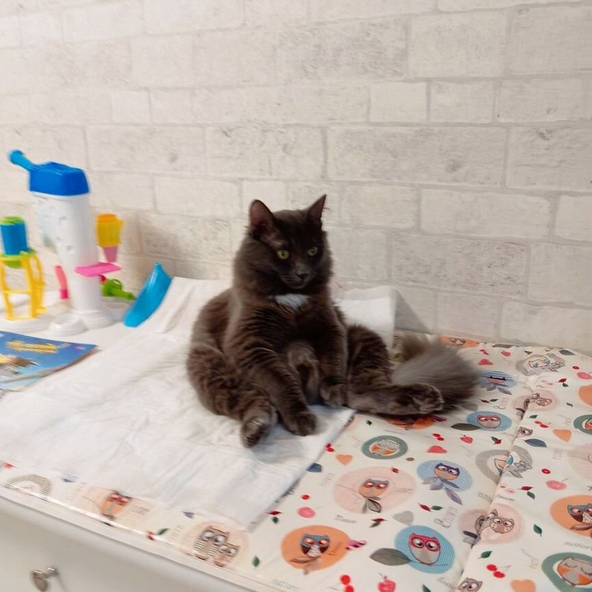 Отдам бесплатно котика 8 месяцев