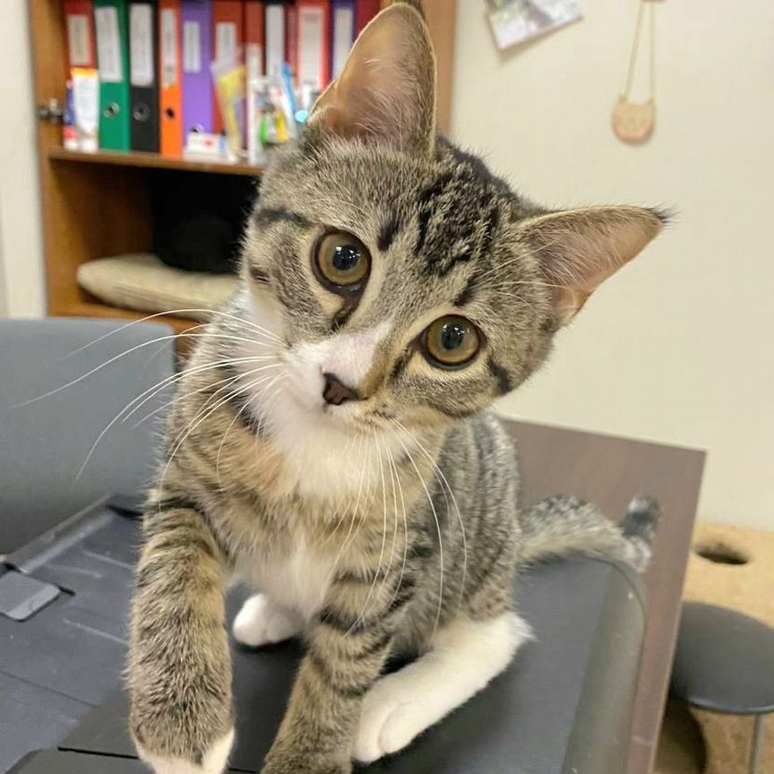 Котенок