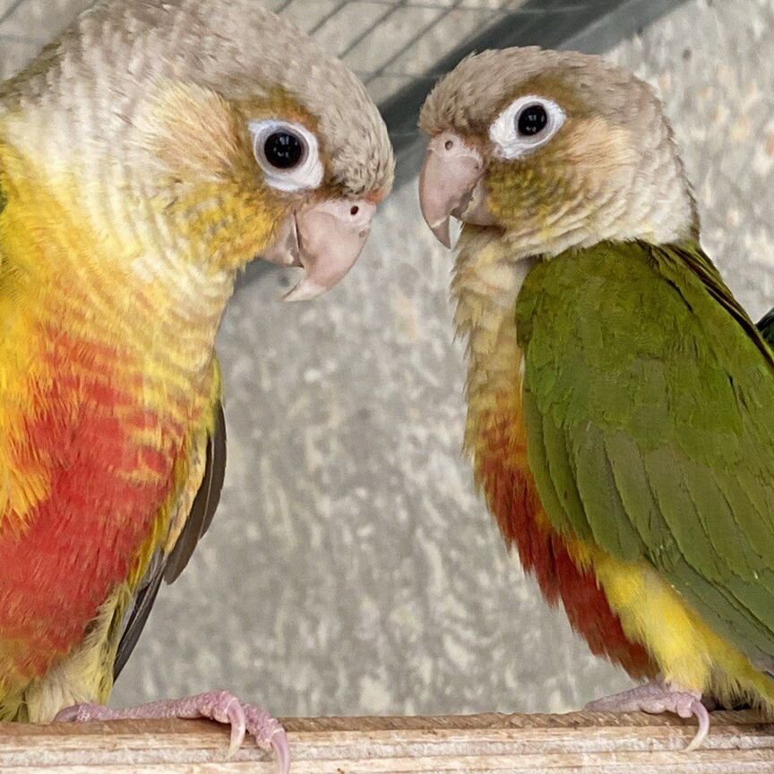 Птенцы попугая Пиррура