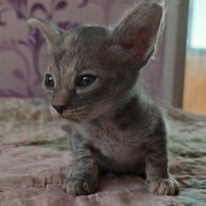 Канадский сфинкс котёнок