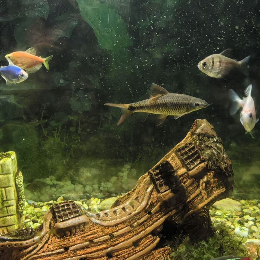 Рыбка водорослеед