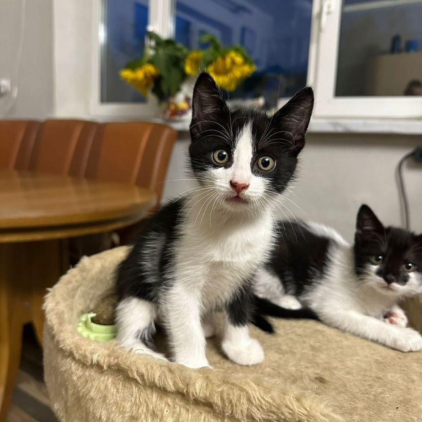 Котята в добрые руки бесплатно