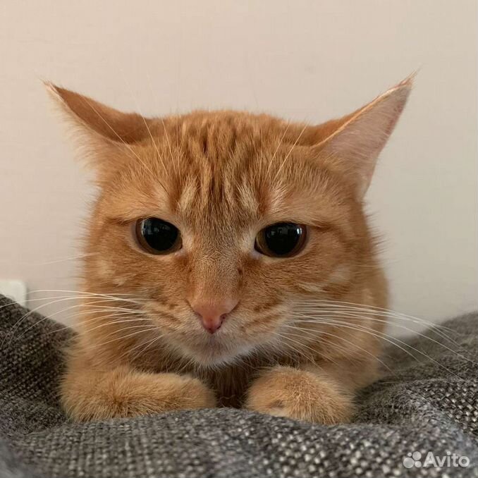 Рыжая кошка Жанна ищет дом