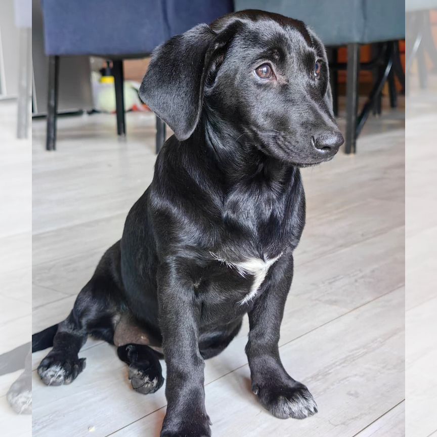 Щенок в добрые руки