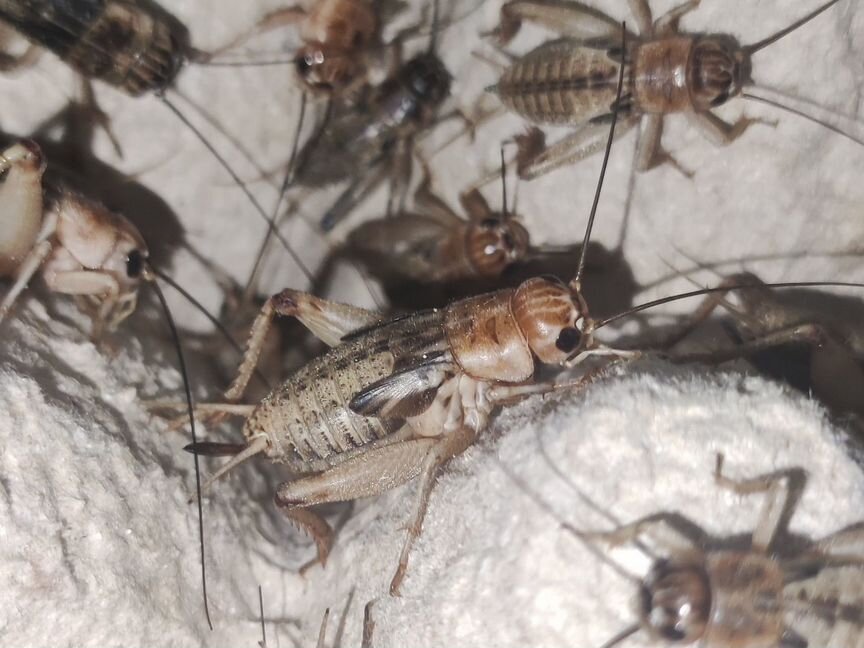 Сверчки живые: домовый, банановый, двупятнистый