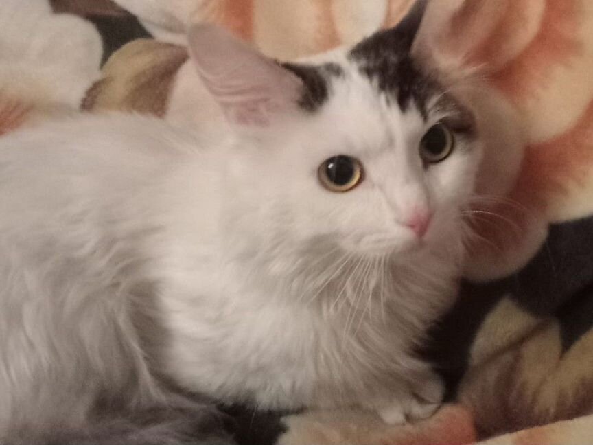 Кот ждет нового хозяина