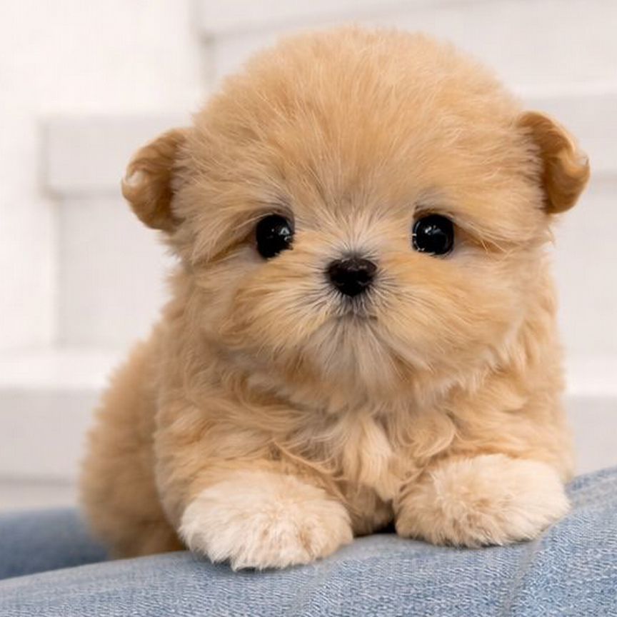 Мальтипу, щенок