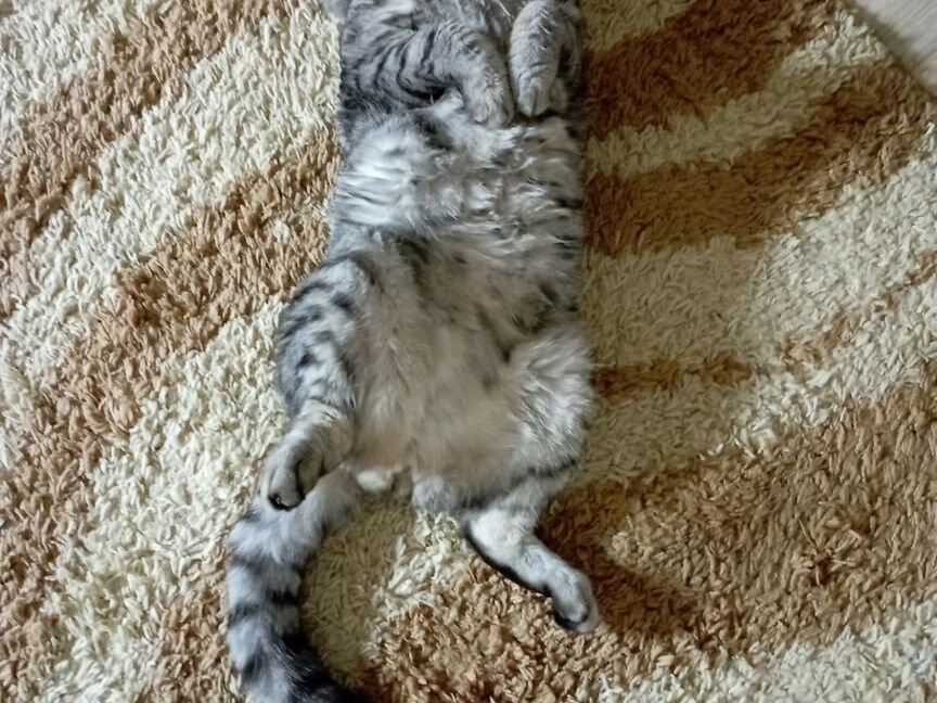 Скоттишь-фолд