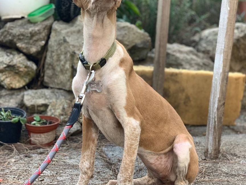 Поденко ибиценко/Podenco canario девочка щенок