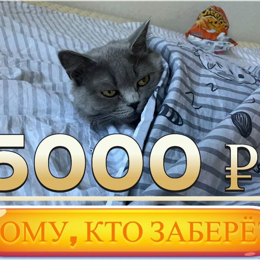 Британская длинношёрстная, взрослая кошка