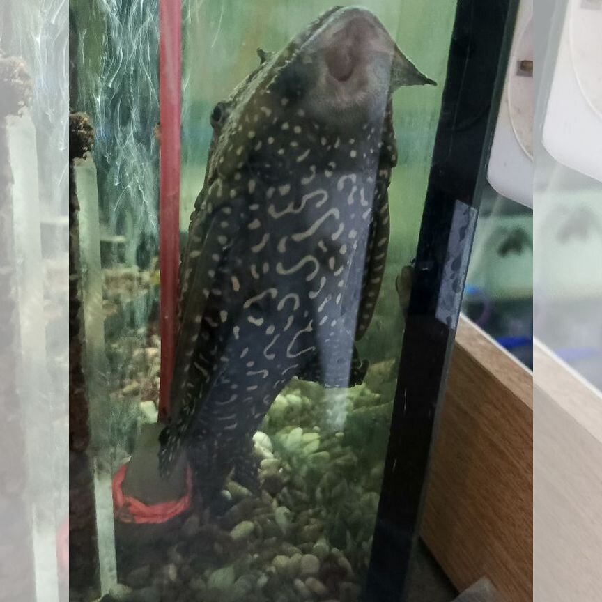 Сомик парчовый