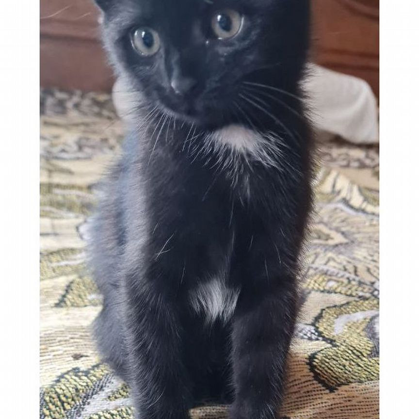 Котята