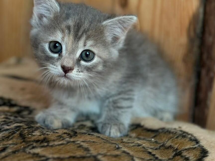 Кошка в дар бесплатно