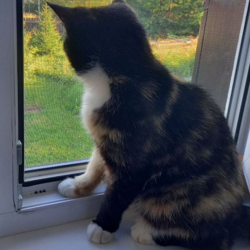 Взрослая кошка в добрые руки