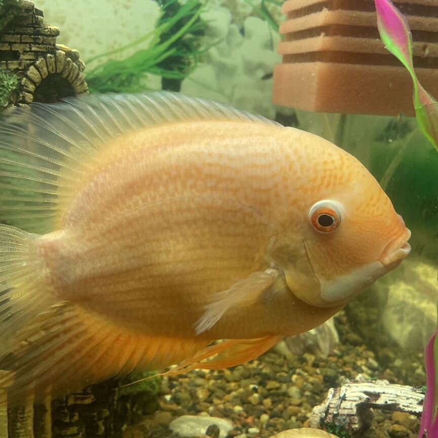 Цихлиды северум красный жемчуг