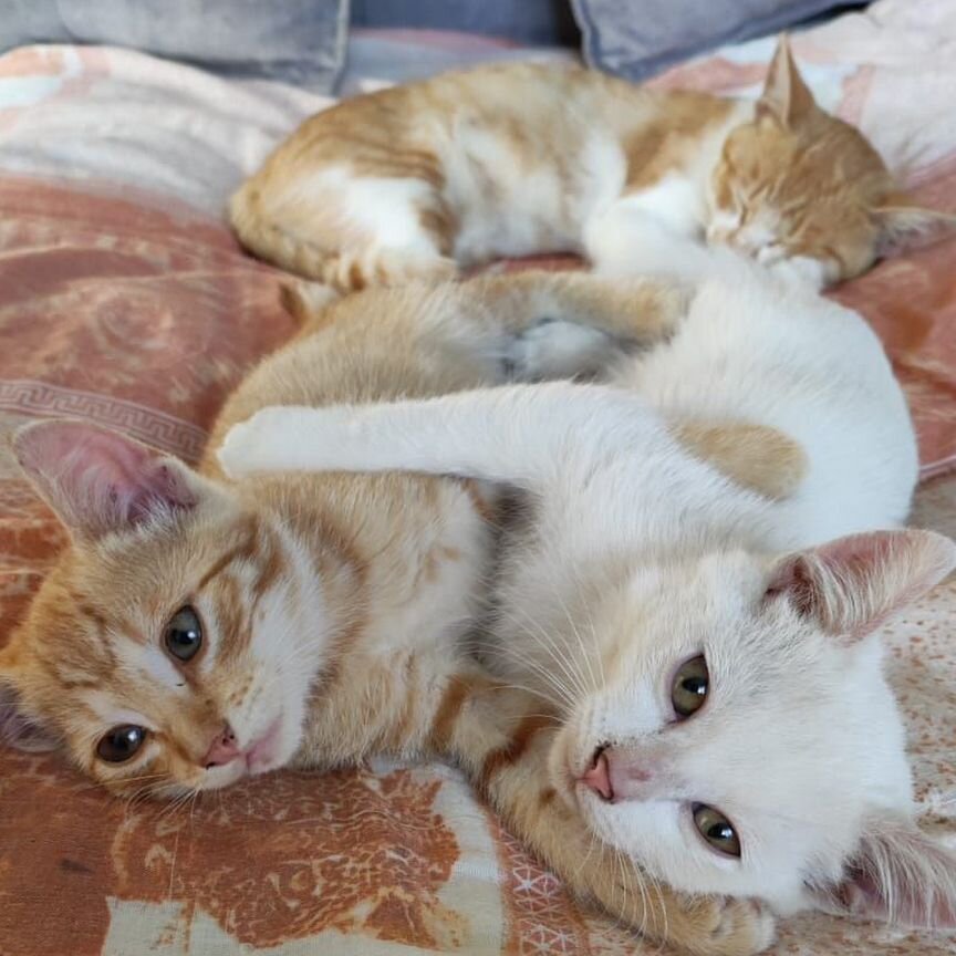 Котята 2.5 месяца