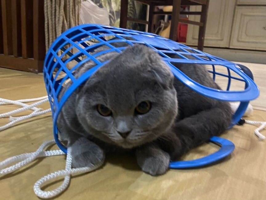 Британская вислоухая