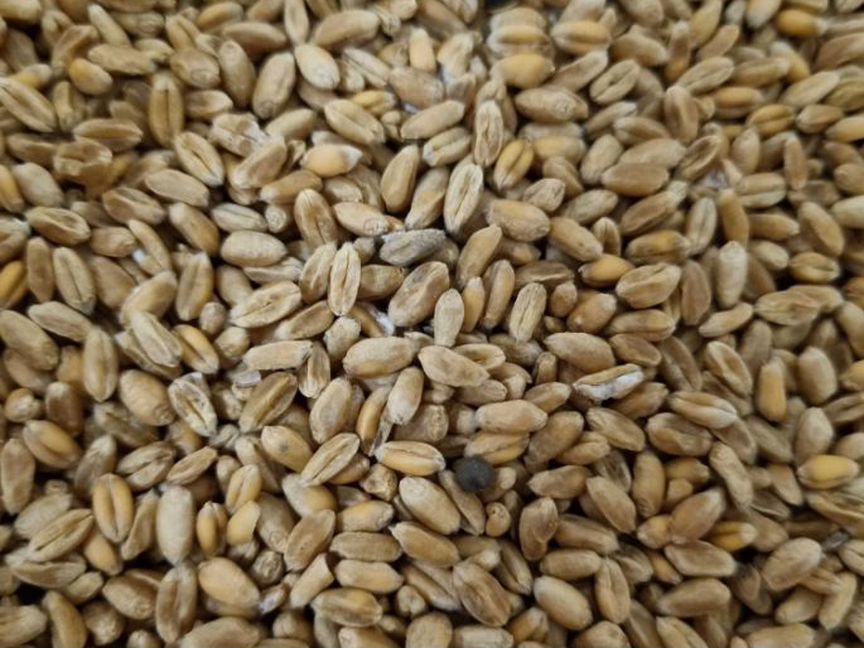 Пшеница кормовая, 40 кг