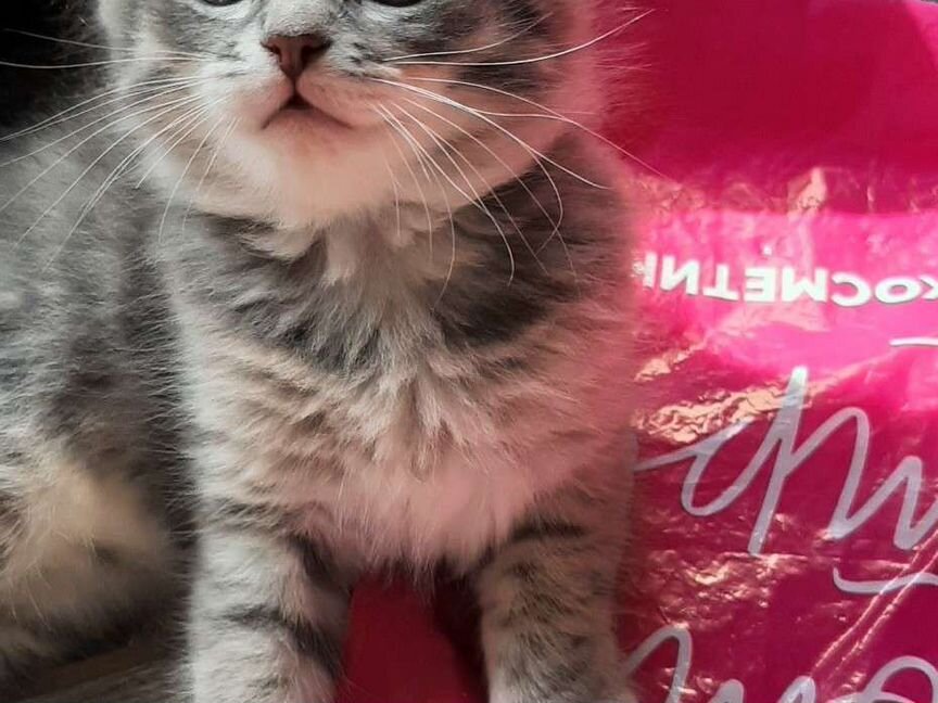 Шотландские котята бесплатно