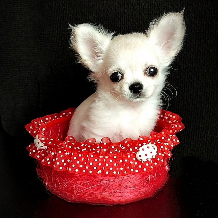 Девулька красотулька