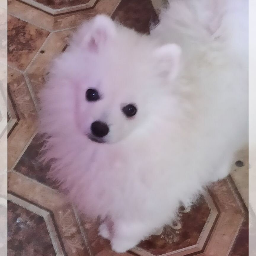 Померанский шпиц, щенок