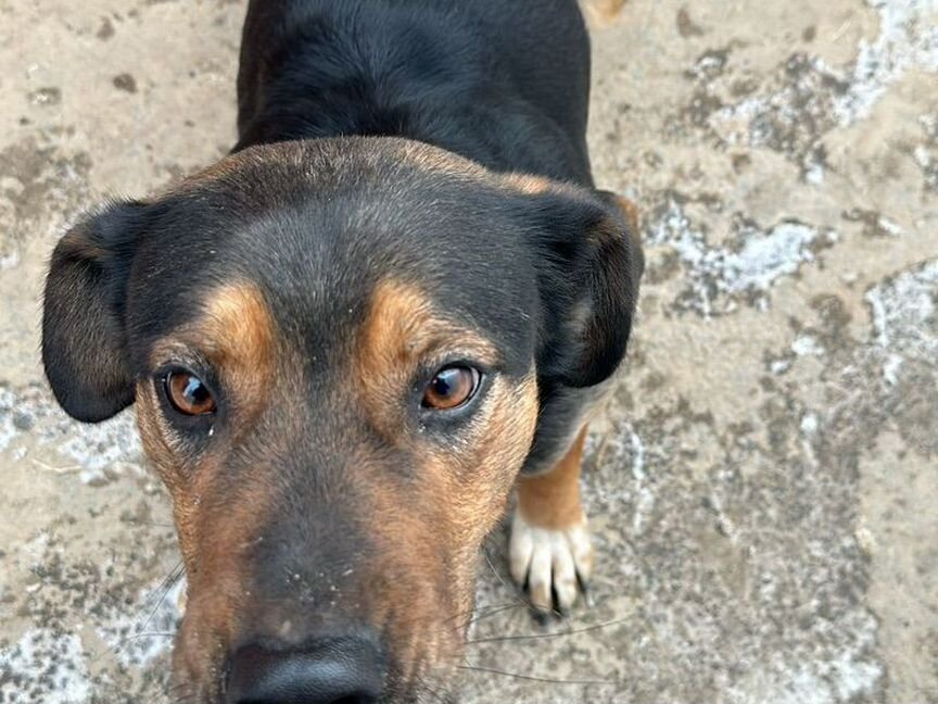 Щенки ягдтерьера