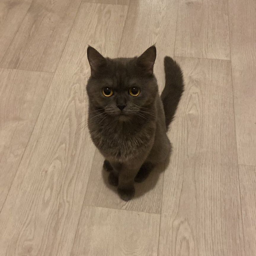 Кошка Британка