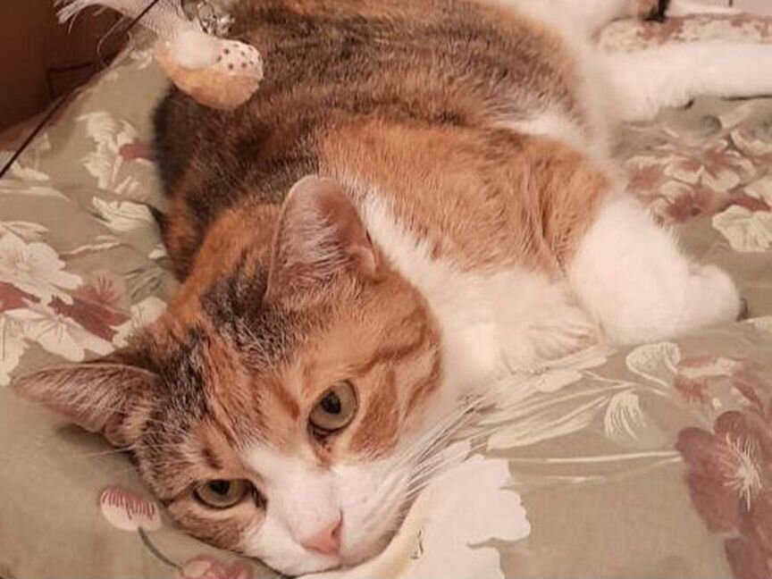 Кошечка Анфиса ищет добрую семью