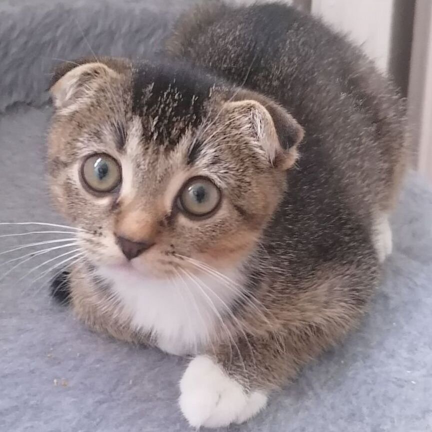 Британская вислоухая кошка