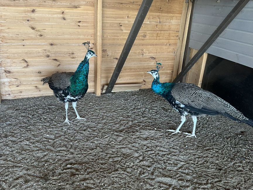 Индийские павлины