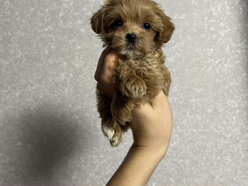 Мальтипу ф1 микро малыш корейский тип