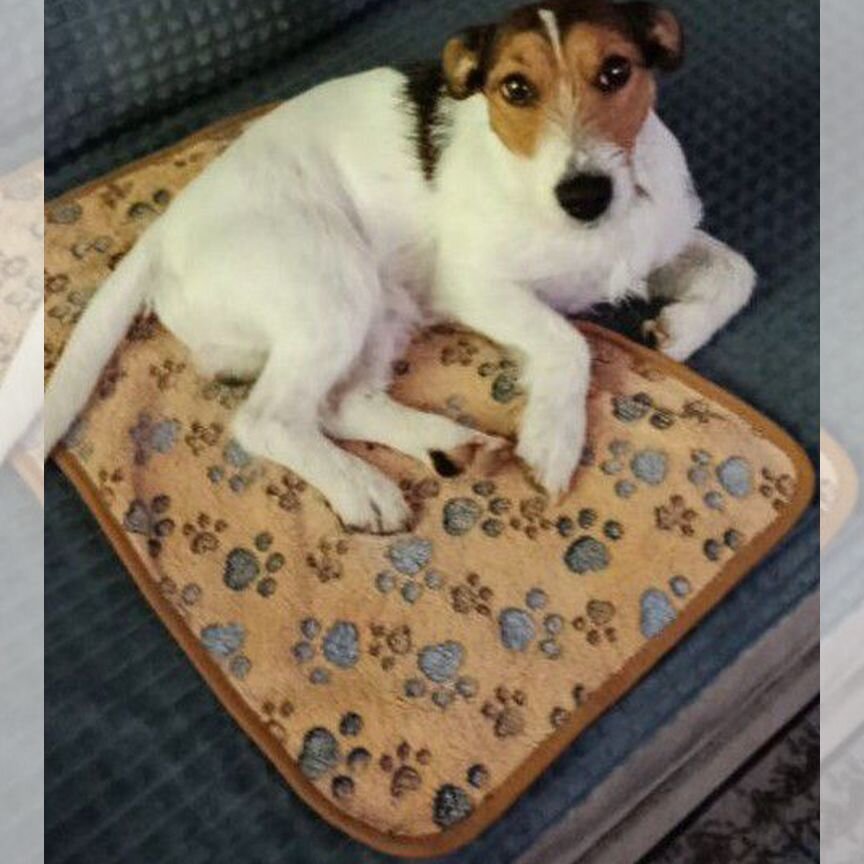 Джек-рассел-терьер, взрослый пёс