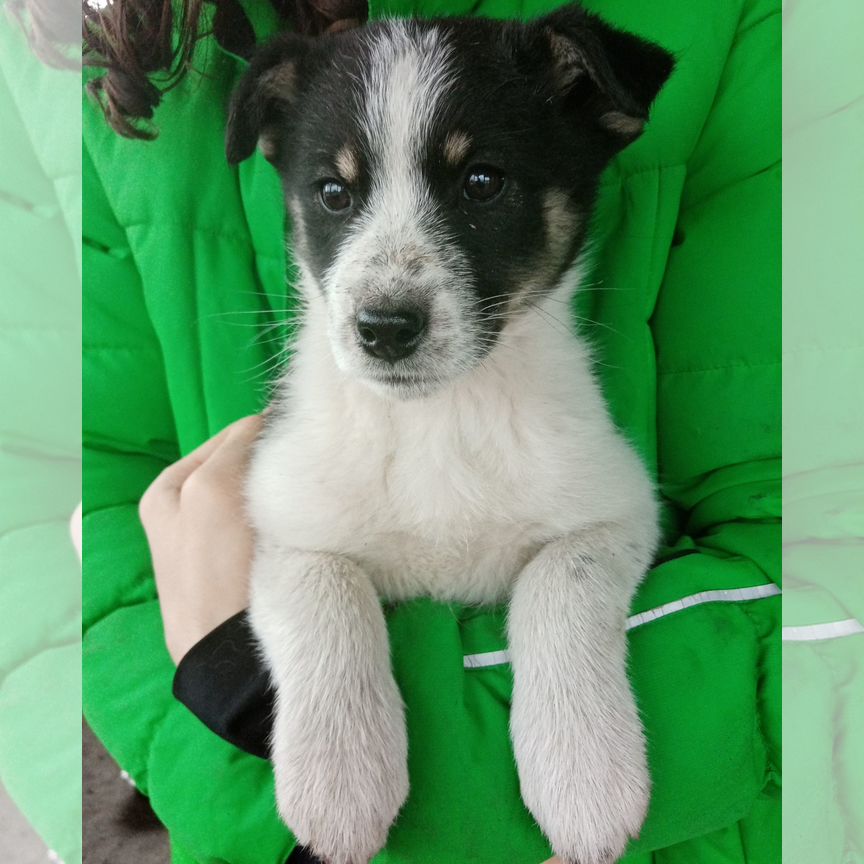 Щенок в добрые руки