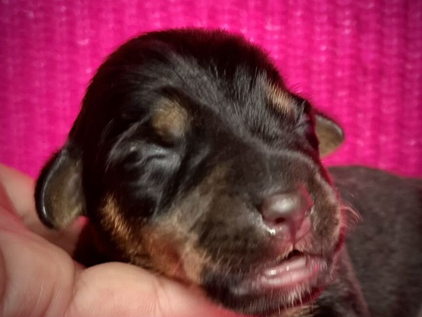 Щенки ксолоитцкуинтли