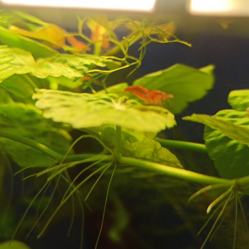 Креветки вишенки и черные