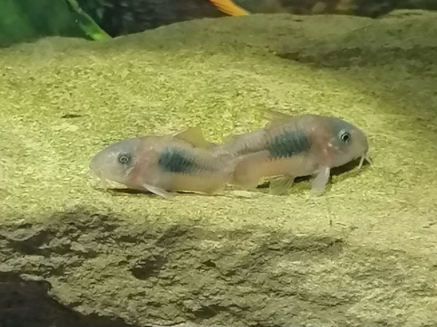 Сомики коридорасы Венесуэле