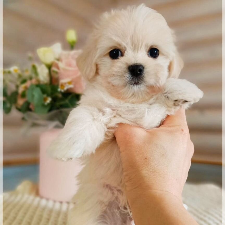 Мальтипу кремовый мини мальчик