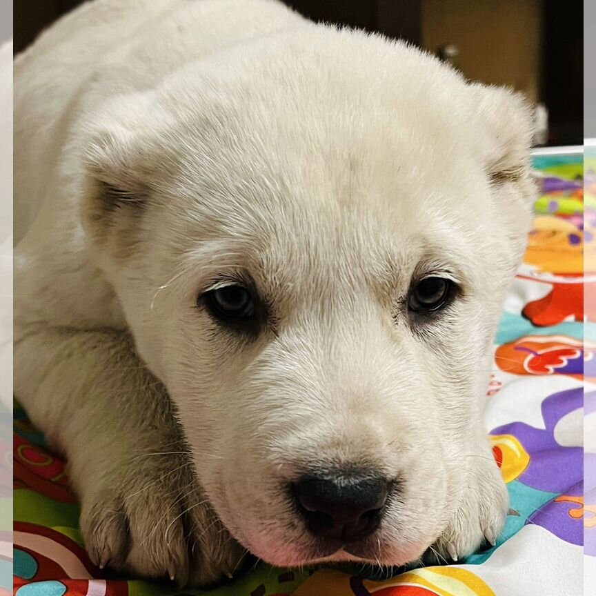 Среднеазиатская овчарка, щенок