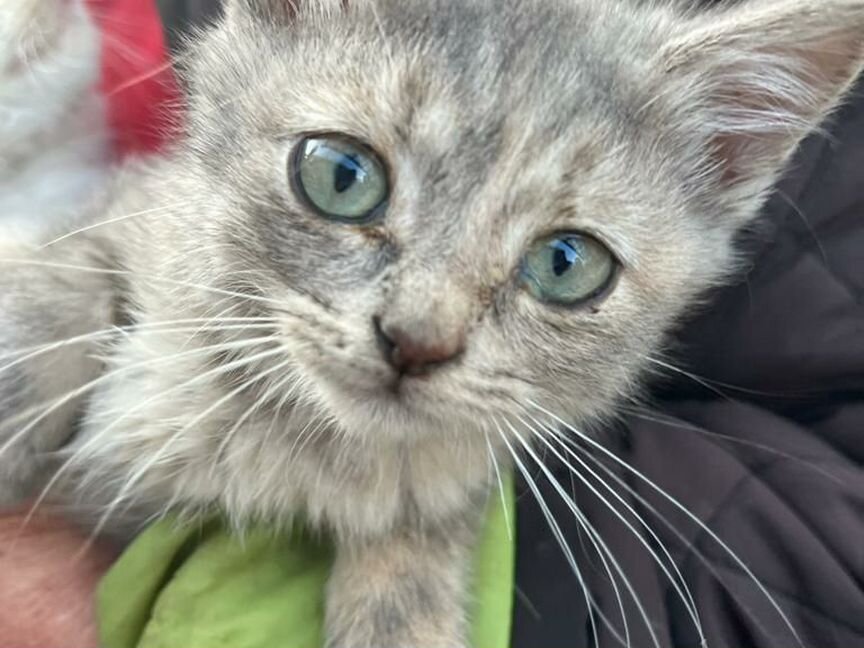 Котята в добрые руки, серенькая кошечка