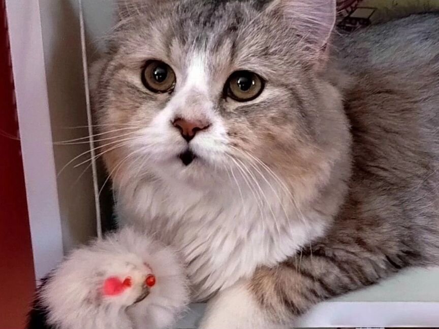 Котик