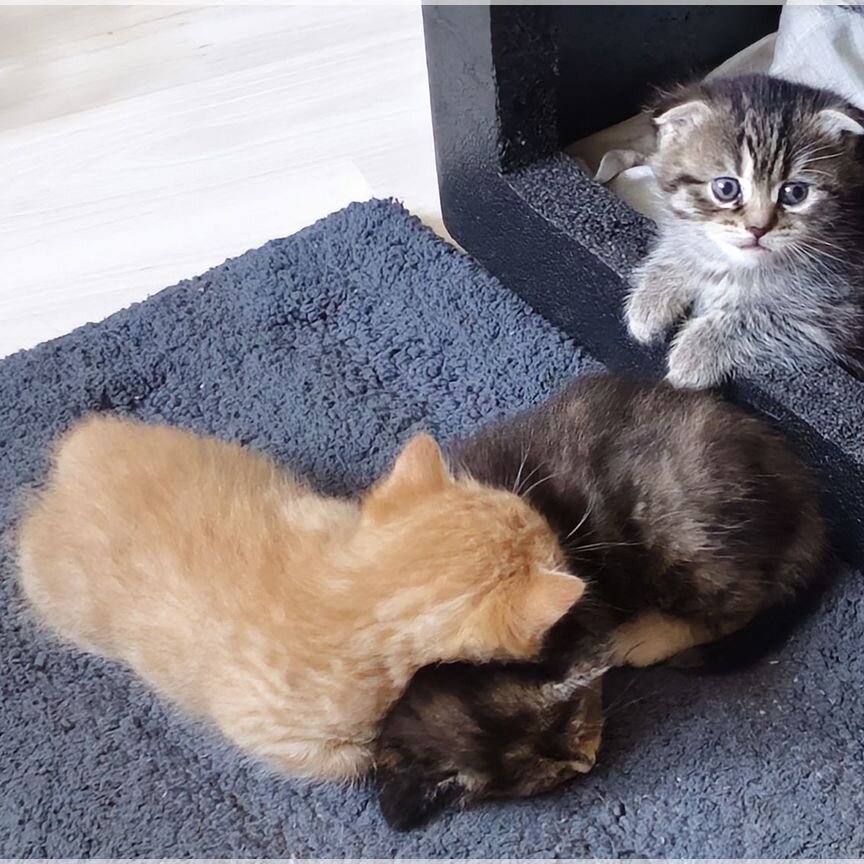 Котенок 1 месяц в добрые руки (рыжий или трехцветн
