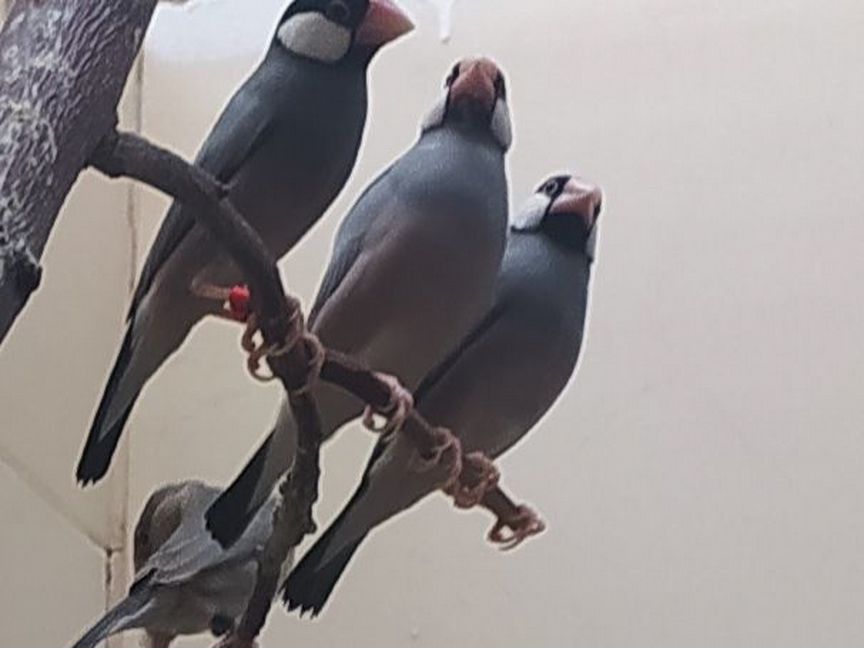 Продажа домашней птицы