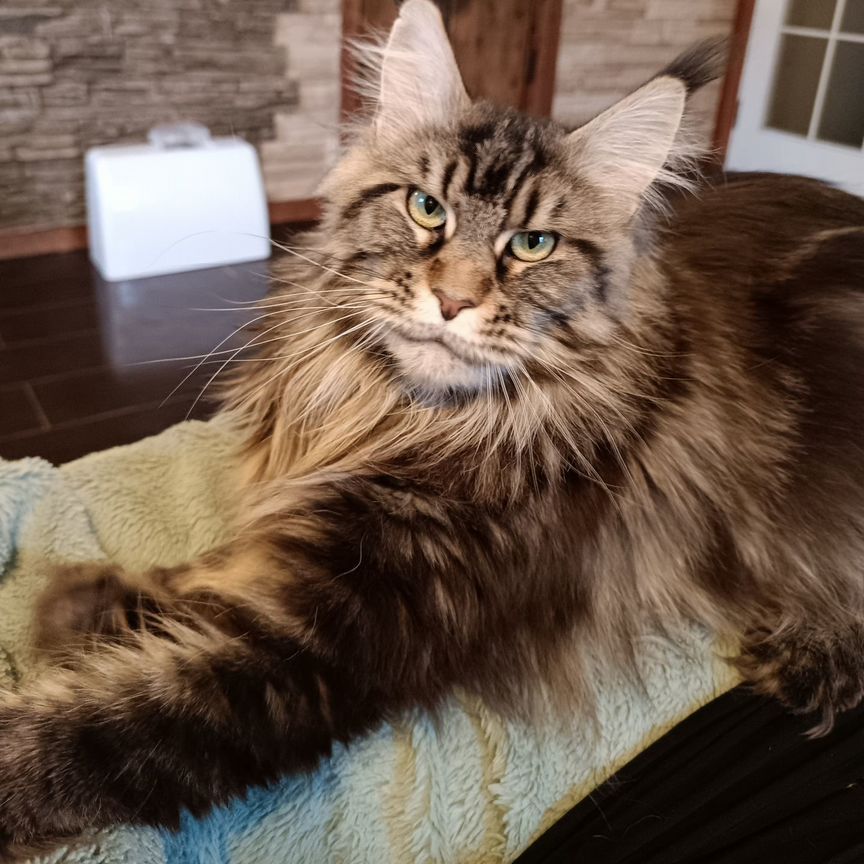 Мейн-кун, взрослая кошка