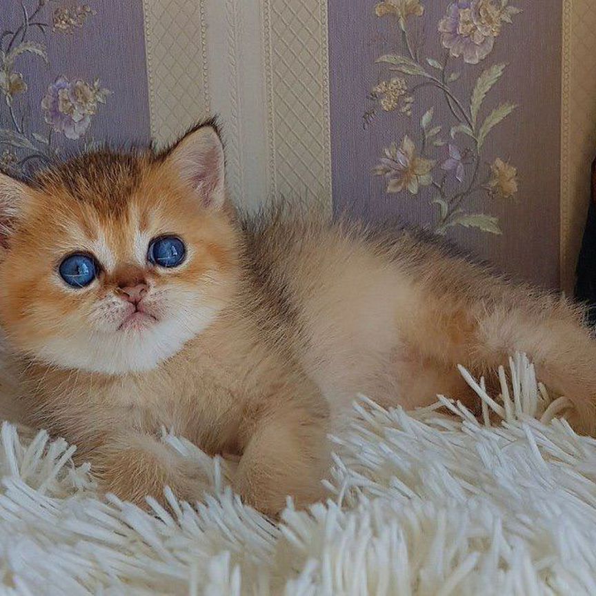 Котята золотая шиншилла