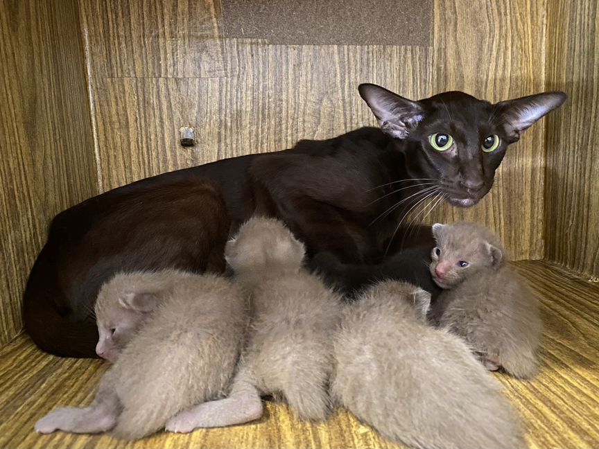 Ориентальные котята