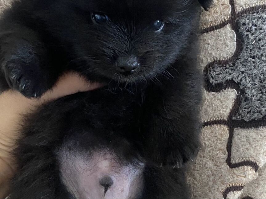 Померанский шпиц