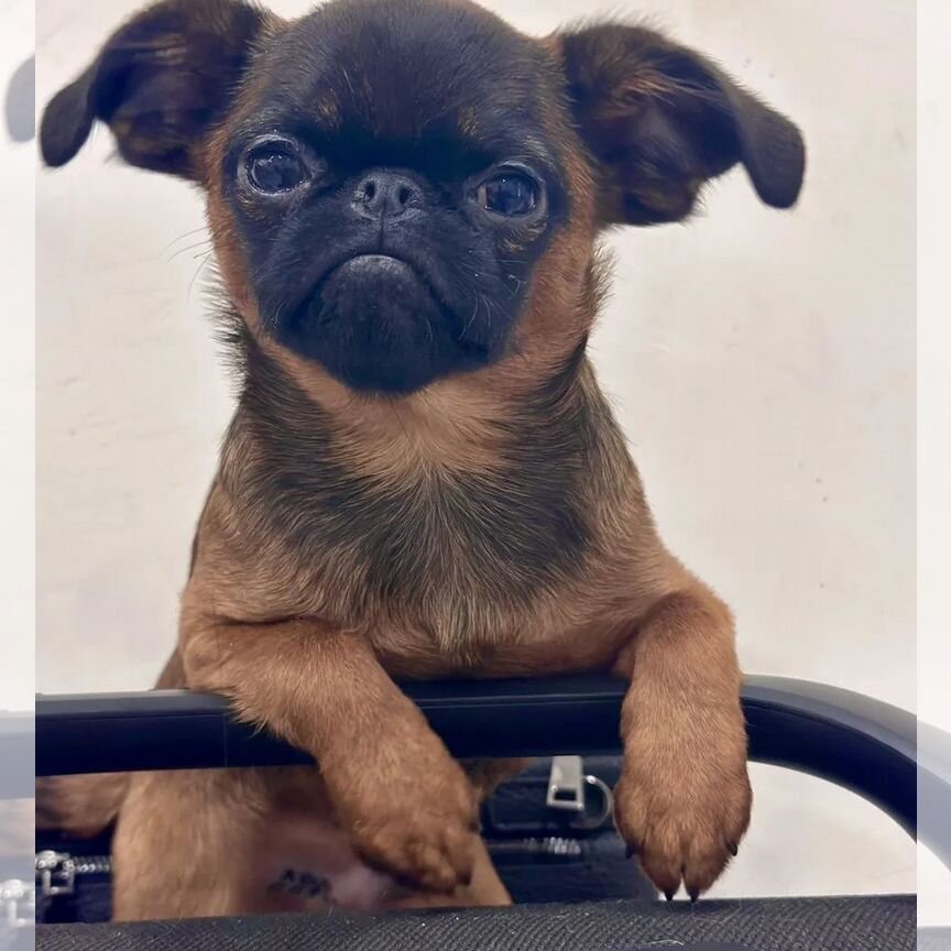 Пти-брабансон, щенок